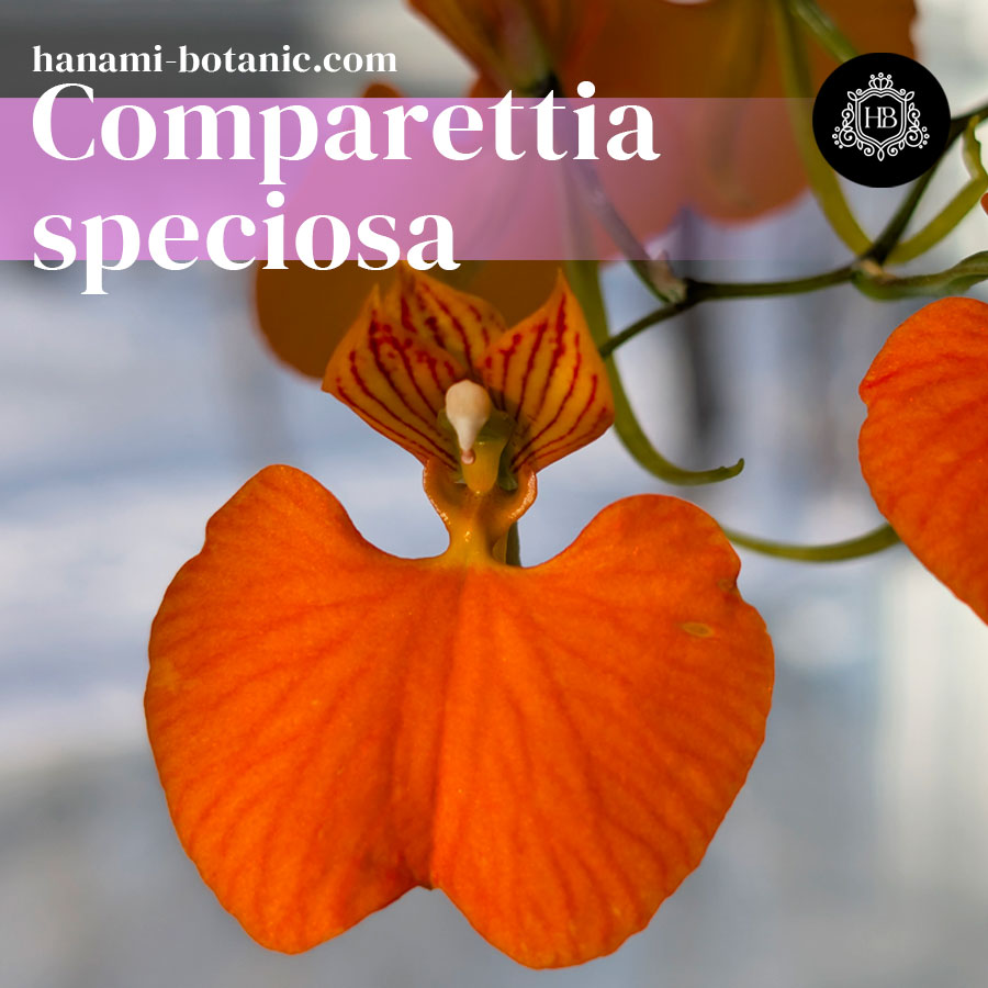 Comparettia speciosa Orchid: Care, Growth & Reblooming – Hanami Botanic