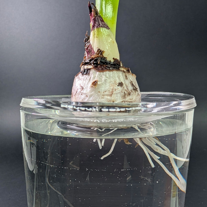 Clear Acrylic Germination & Propagation Plate – Hanami Botanic