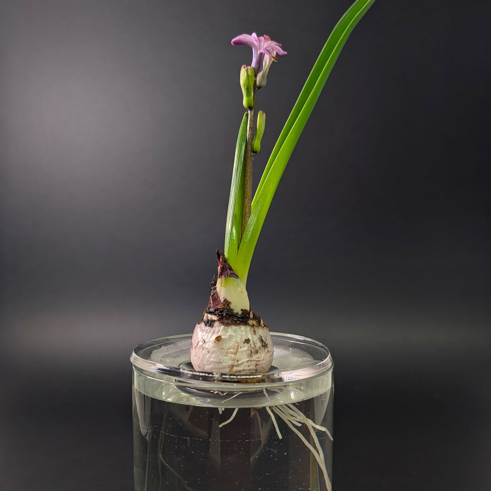 Clear Acrylic Germination & Propagation Plate – Hanami Botanic